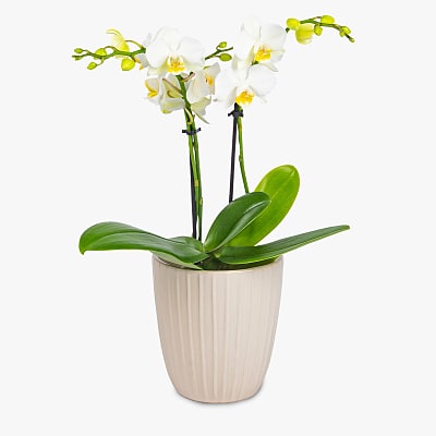 Household Plants & Desk Plants | Haute Florists