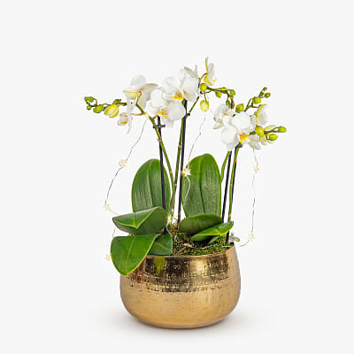 Orchid Plants By Post | Deliver Potted Orchids | Haute Florist