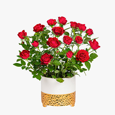 Christmas Plants | Haute Florist | Next Day Delivery