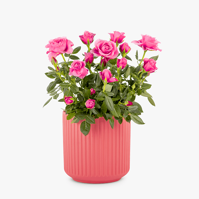 Summer Rose Plant | Haute Florist